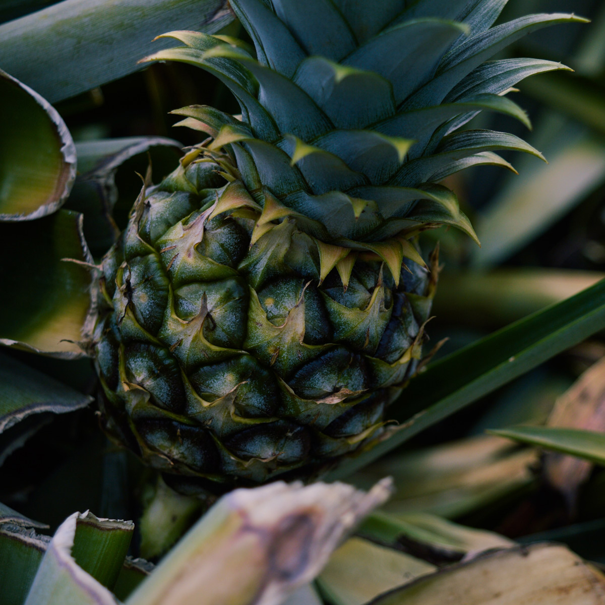 Clean Water Inter – Clean Water Inter